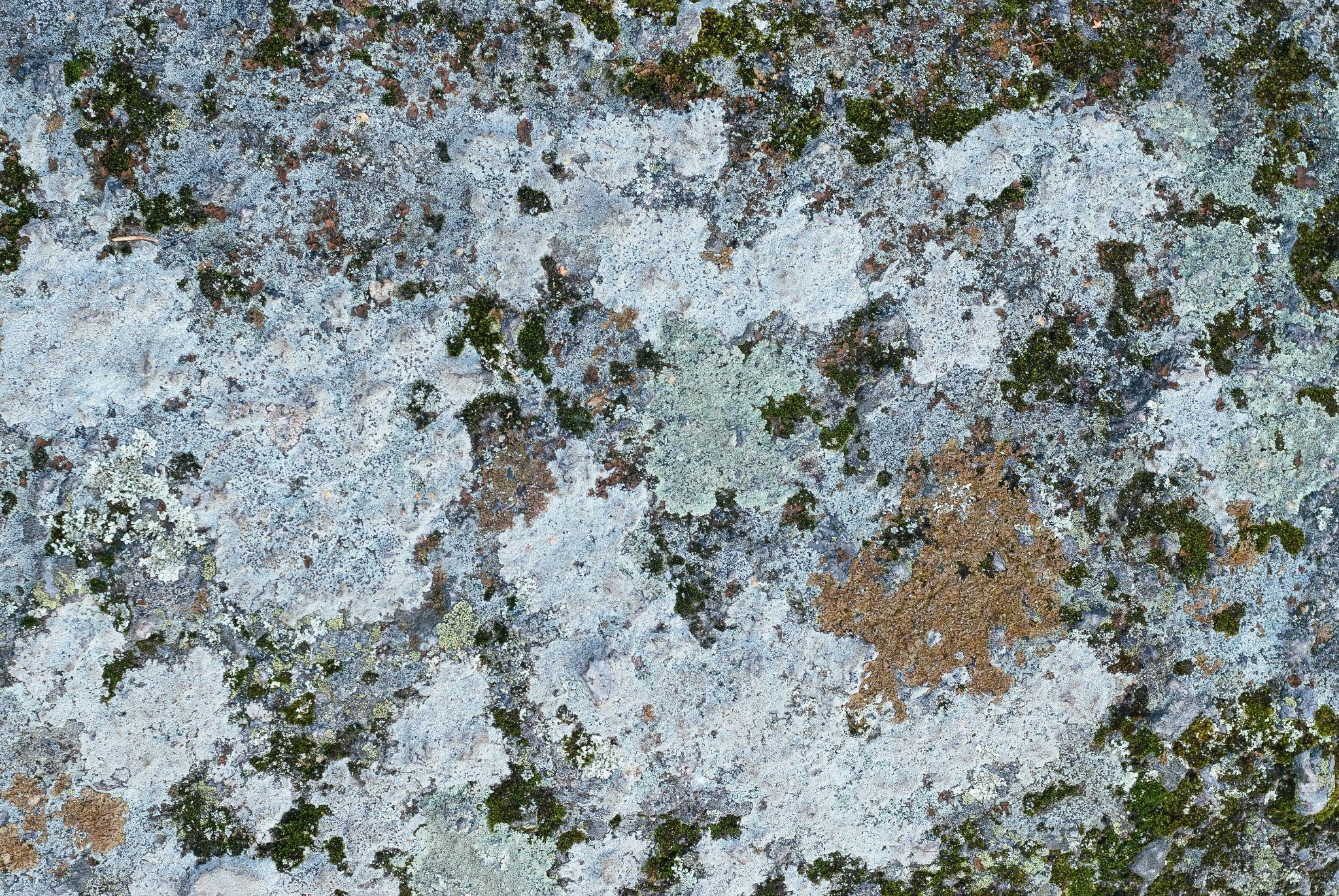 7 effective DIY remedies for a mould-free home - Techzle